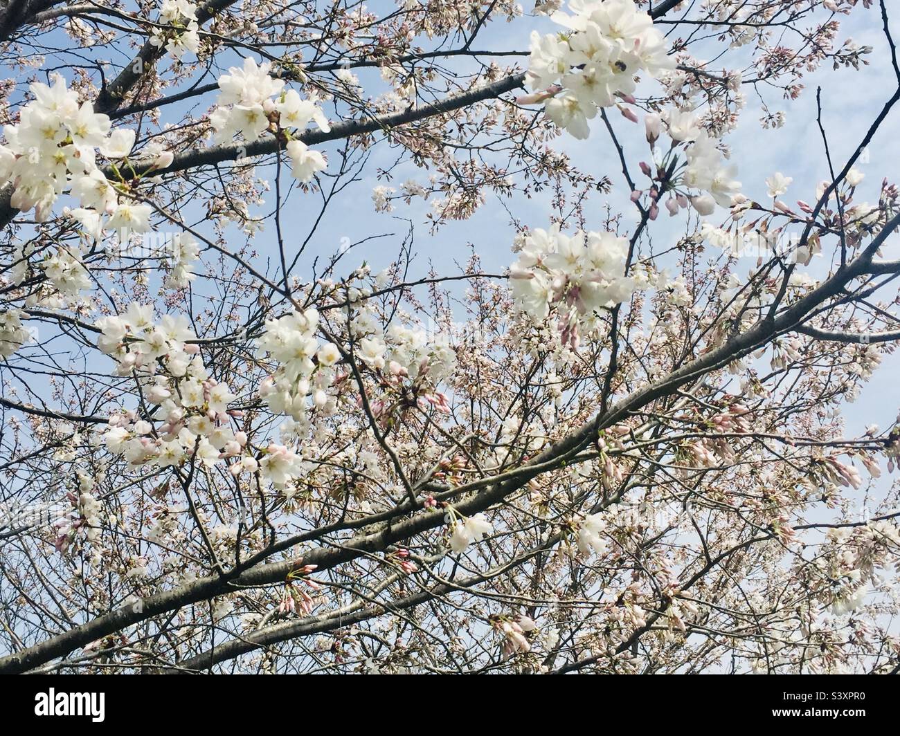 Cherrytree hi-res stock photography and images - Alamy