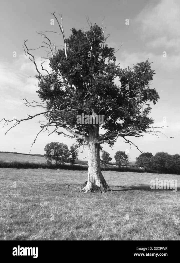 Large black and white tree hi-res stock photography and images - Alamy
