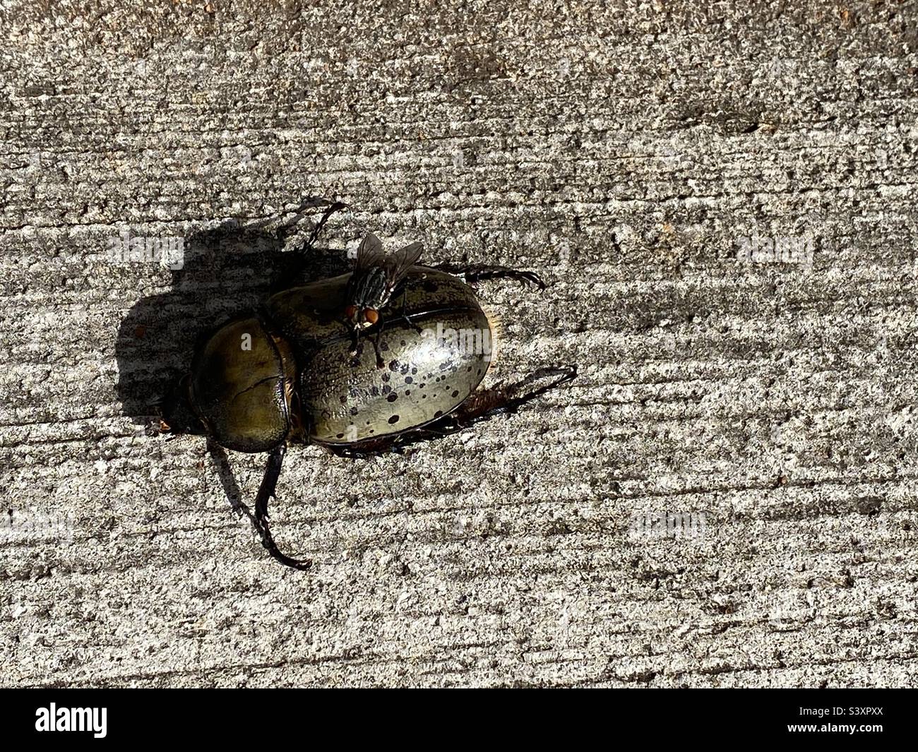 Fly beetle hi-res stock photography and images - Alamy