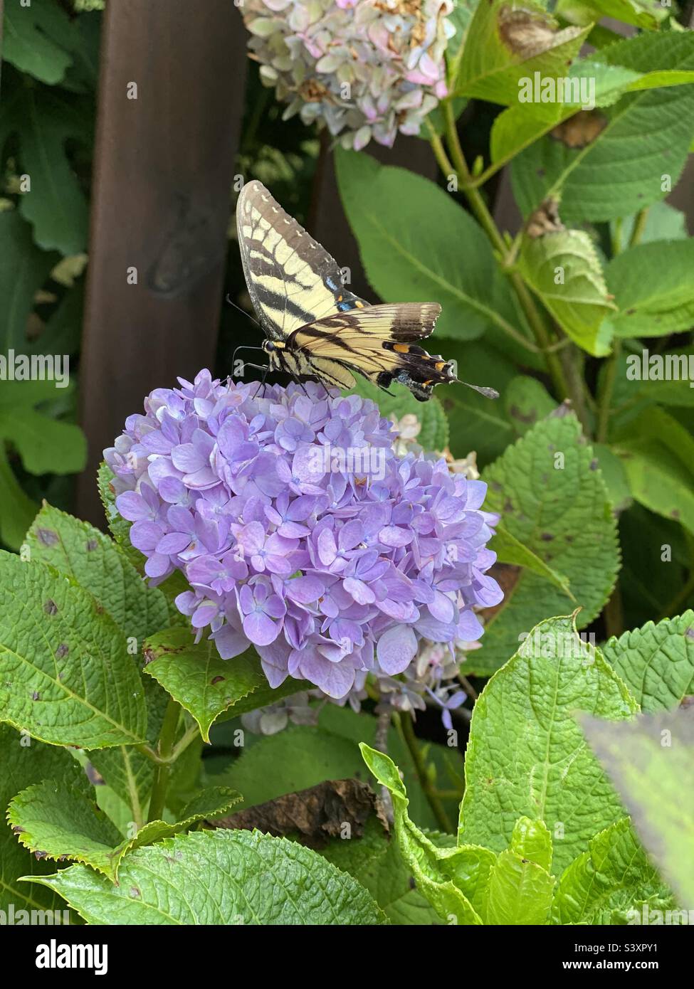 Hydrangea and butterfly hi-res stock photography and images - Alamy