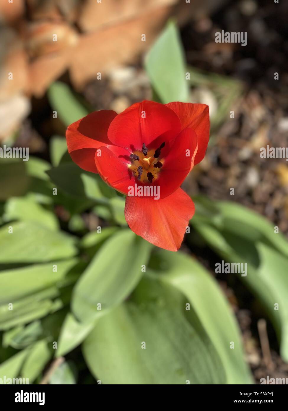 Red leaves and rocks hi-res stock photography and images - Alamy