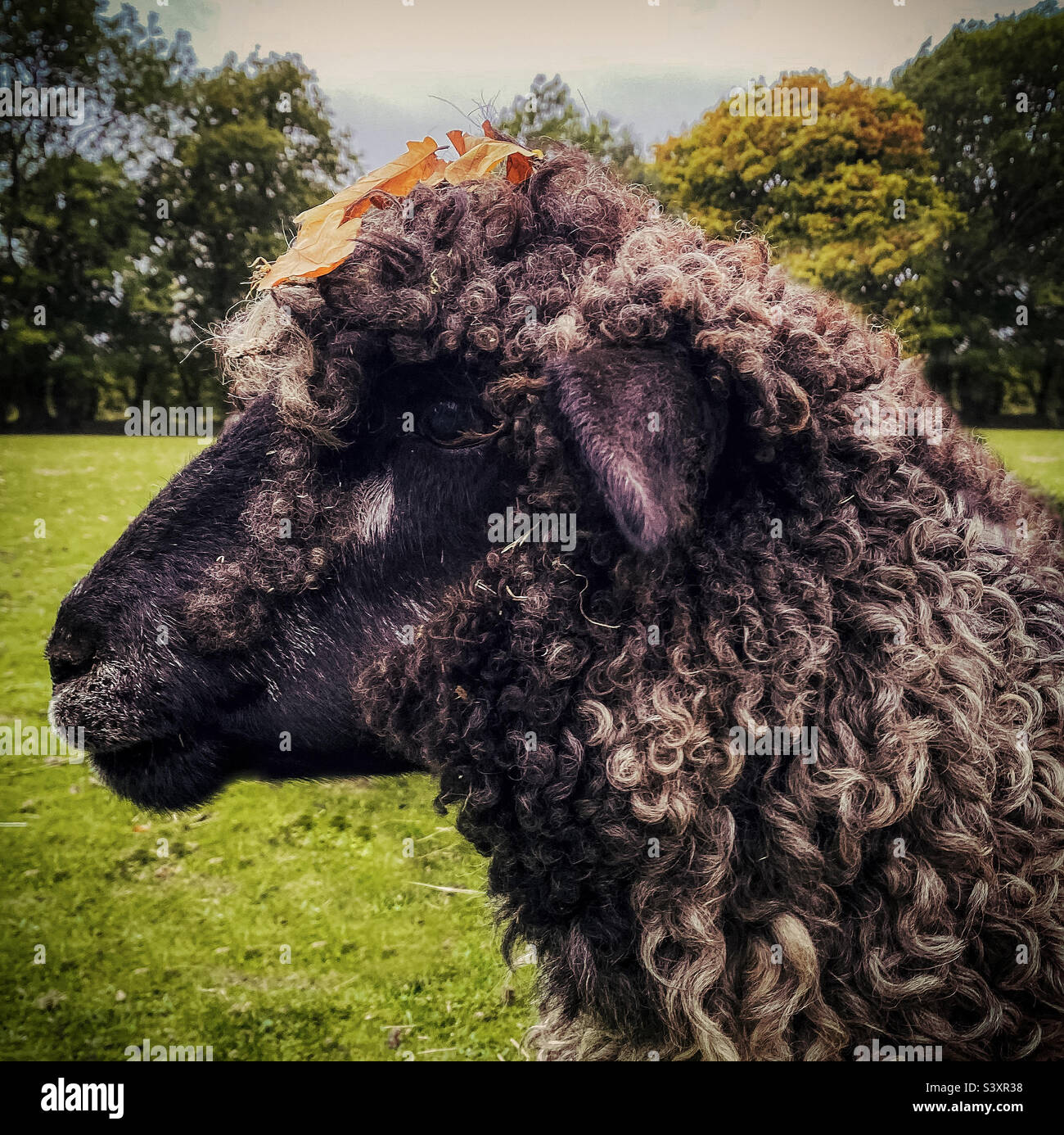 Lincoln longwool sheep hi-res stock photography and images - Alamy