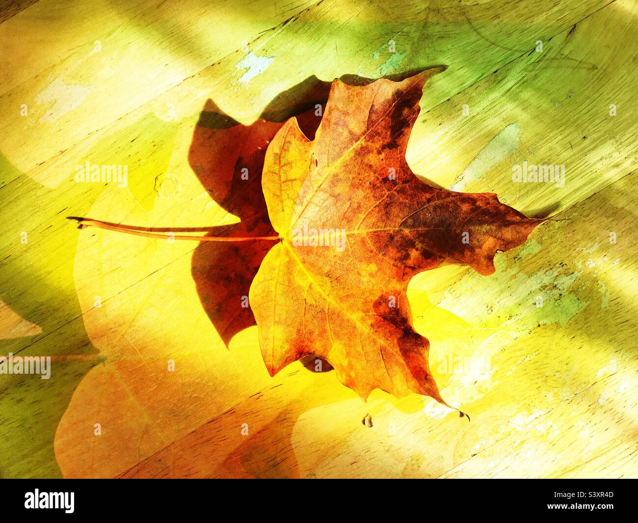 One leaf hi-res stock photography and images - Alamy