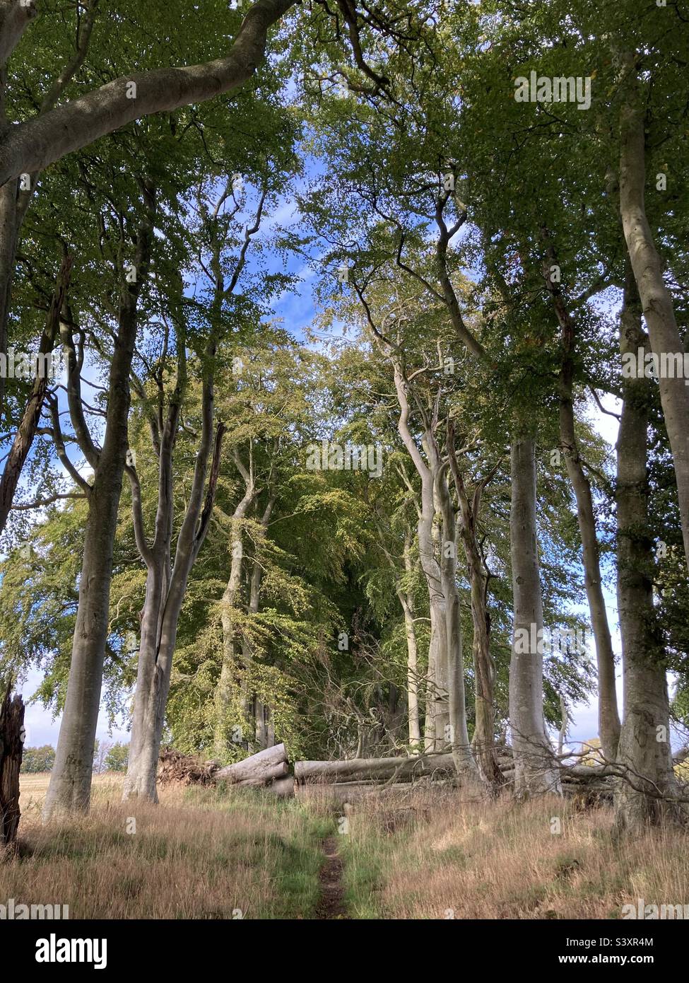 Scottish forests and woods hi-res stock photography and images - Alamy