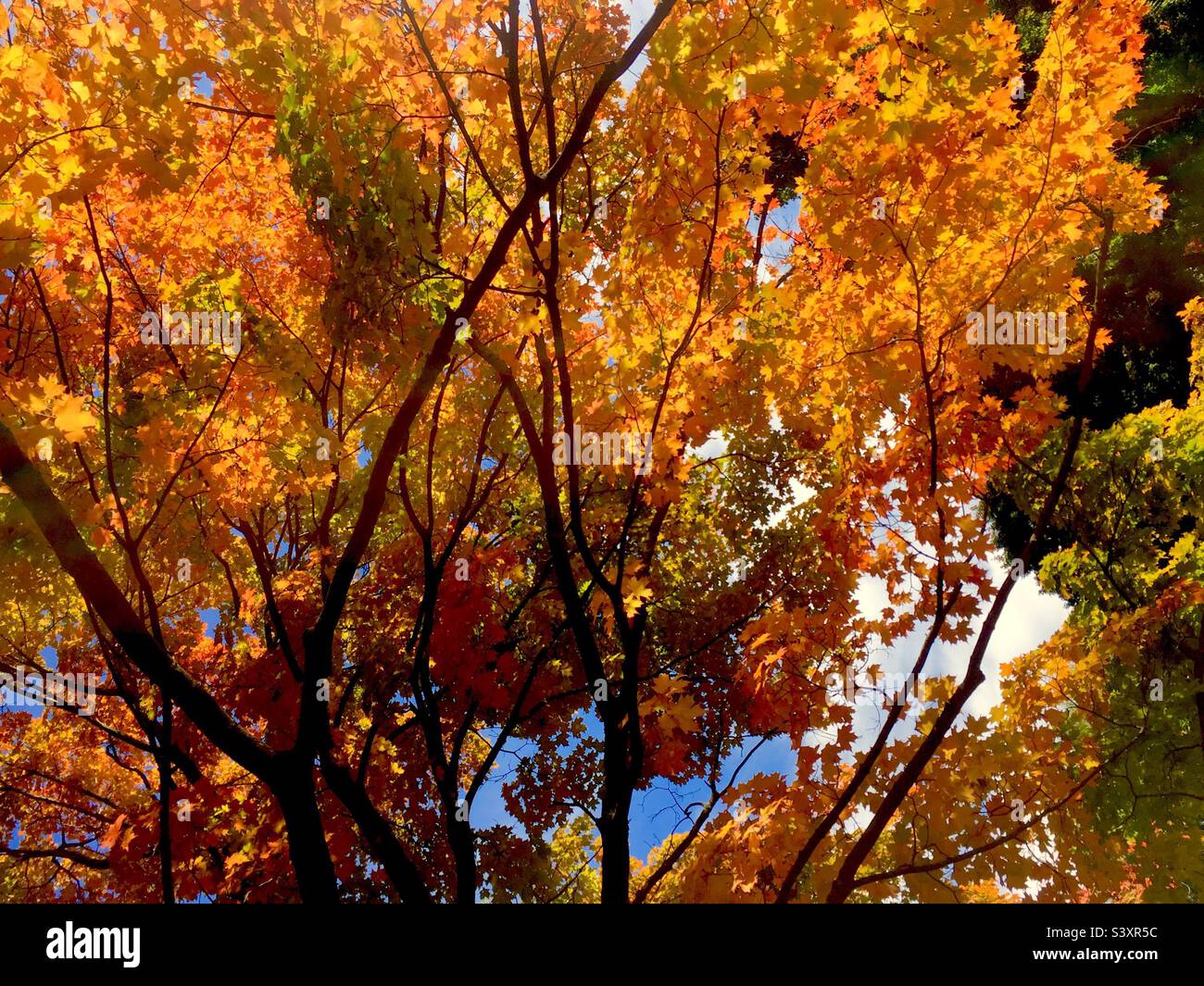 Orange intense hi-res stock photography and images - Alamy