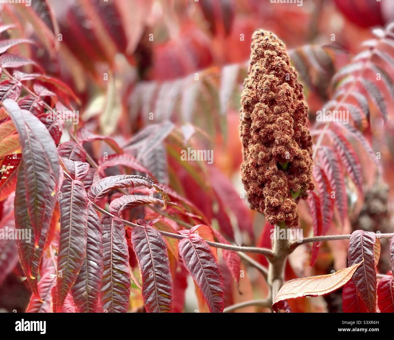 Vinegar tree hi-res stock photography and images - Alamy