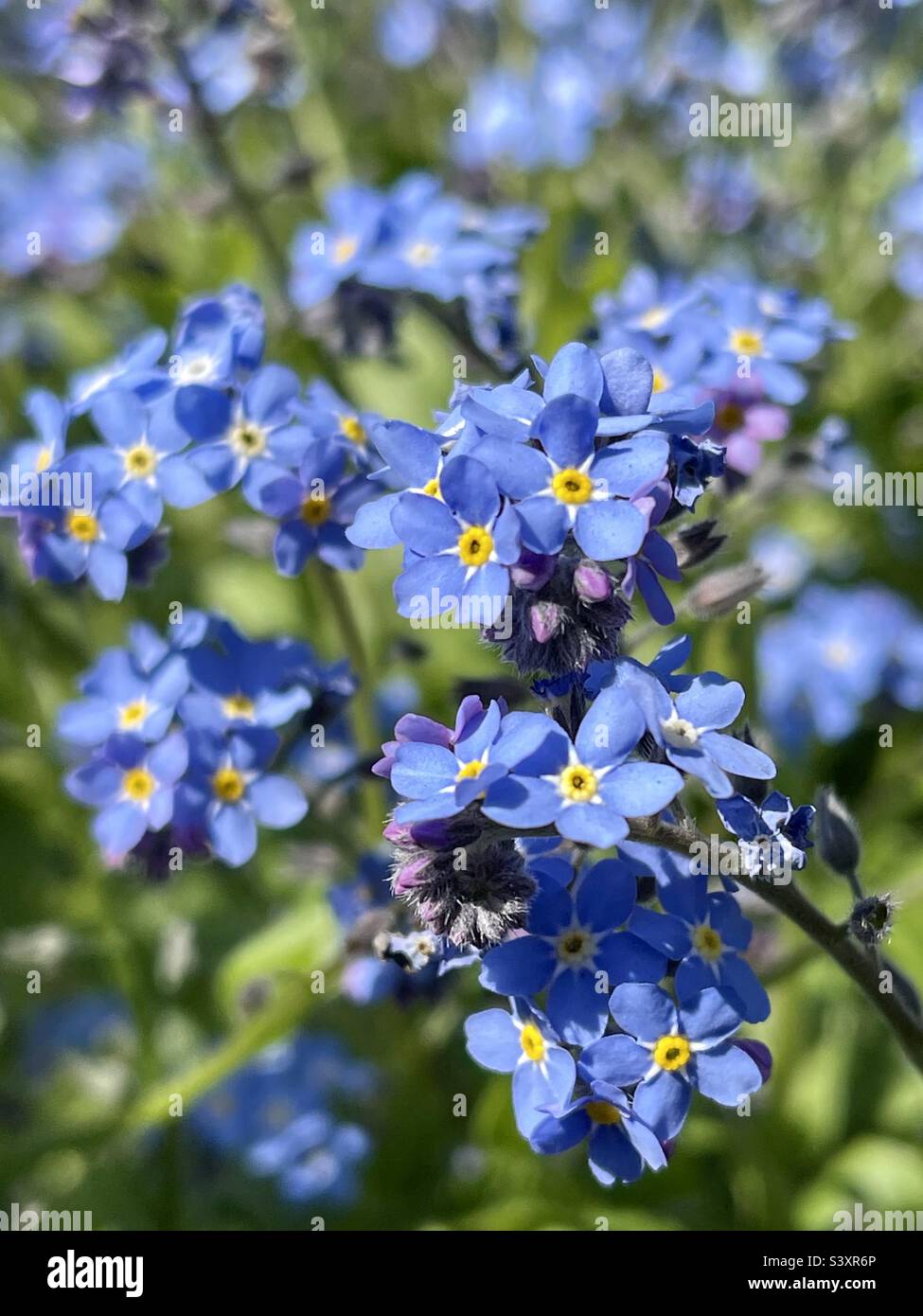 Never forget me hi-res stock photography and images - Alamy