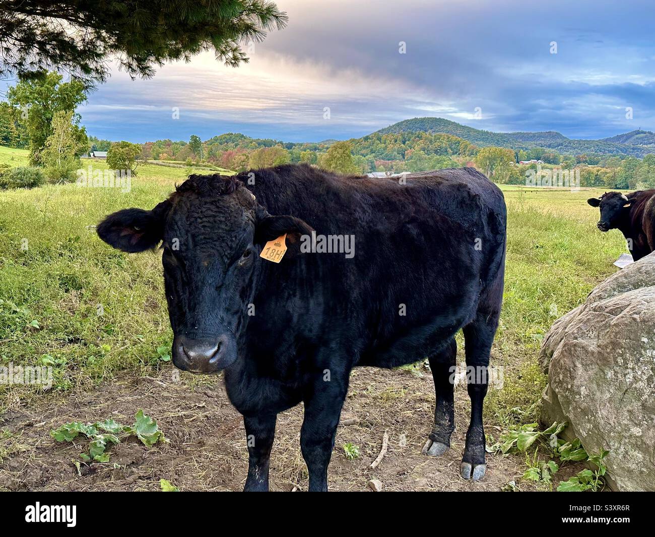 Wagyu steer on an October morning walk Stock Photo - Alamy