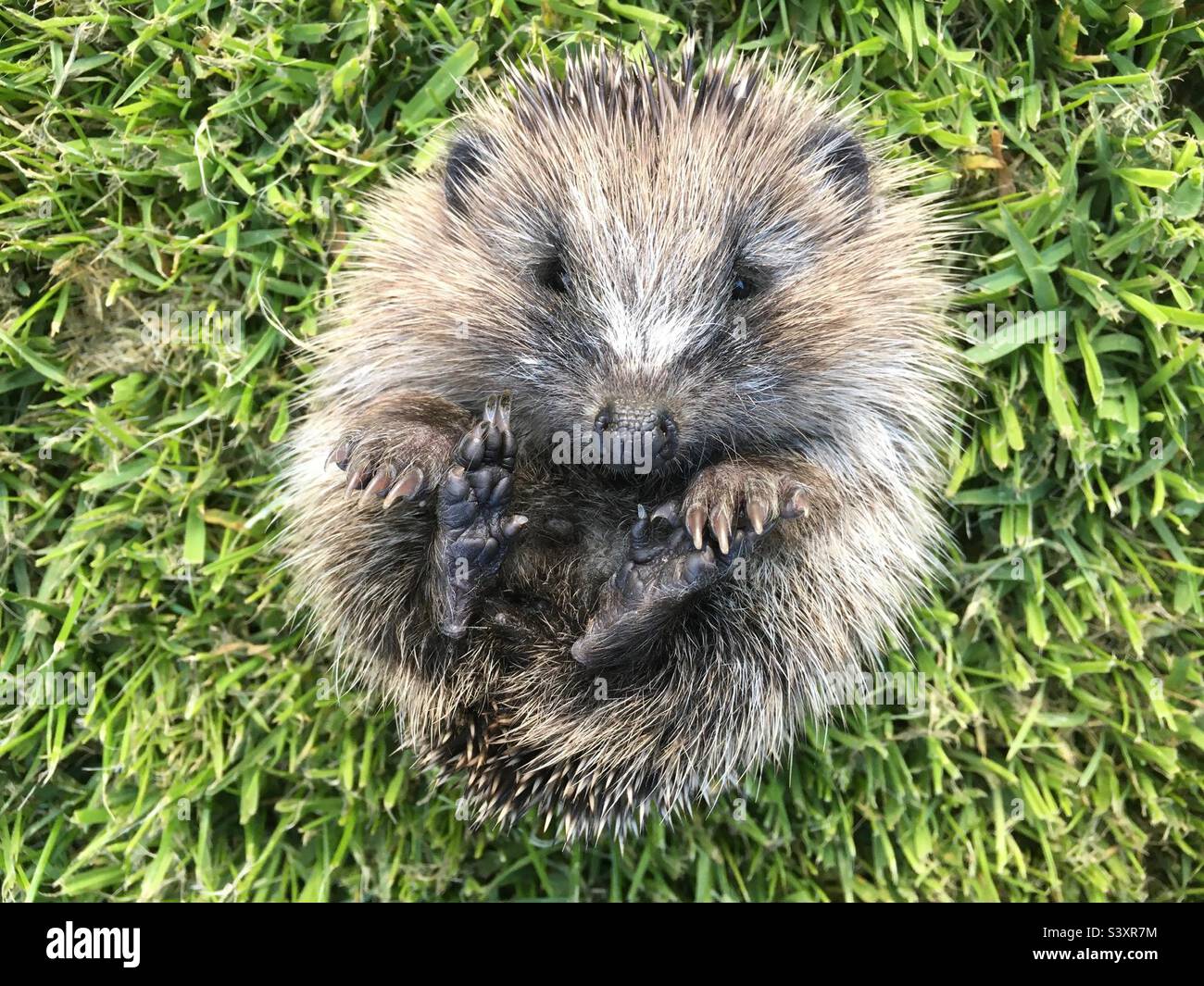 Hedgehog in a ball hi-res stock photography and images - Alamy