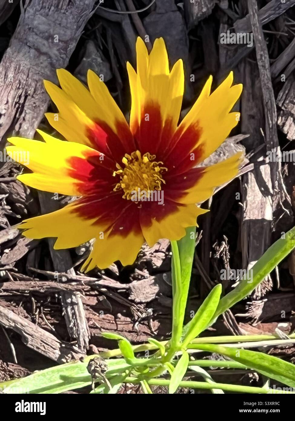 Coreopsis uptick red hi-res stock photography and images - Alamy