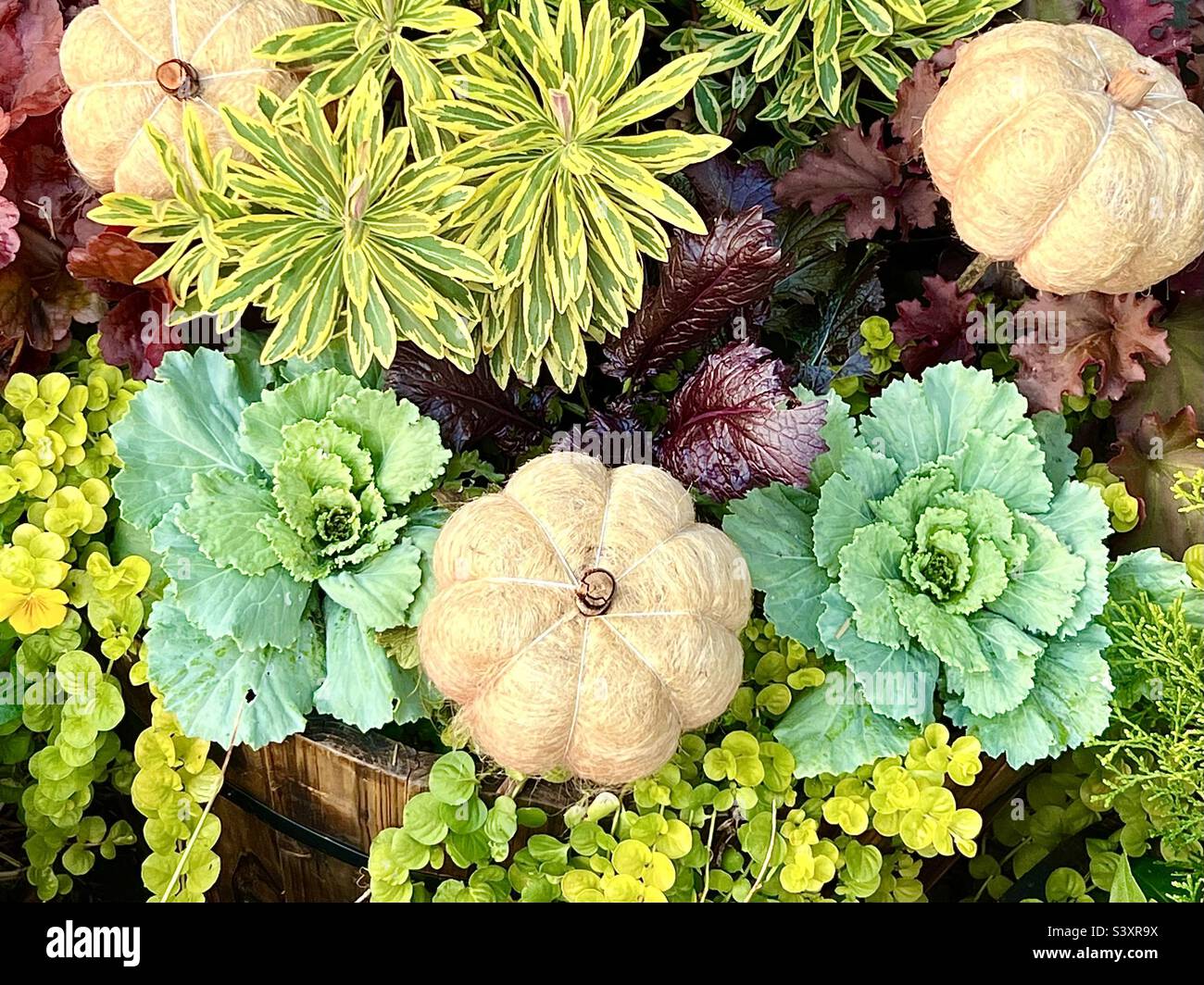 Mixed plants hi-res stock photography and images - Alamy