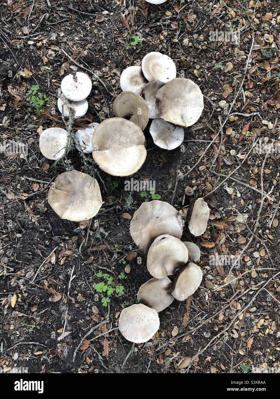 Spore fungi hi-res stock photography and images - Alamy