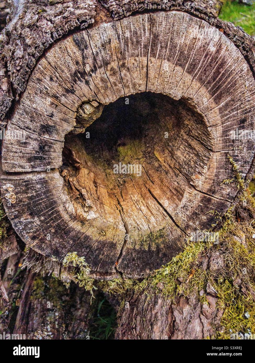 Log in wood with rotten hollowed out centre, providing a habitat for ...