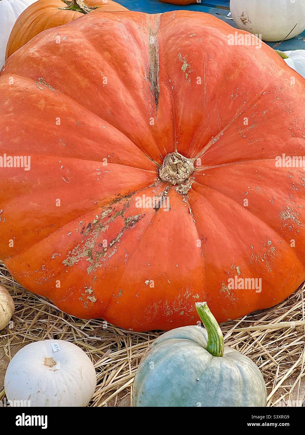 Assorted pumpkins hi-res stock photography and images - Alamy