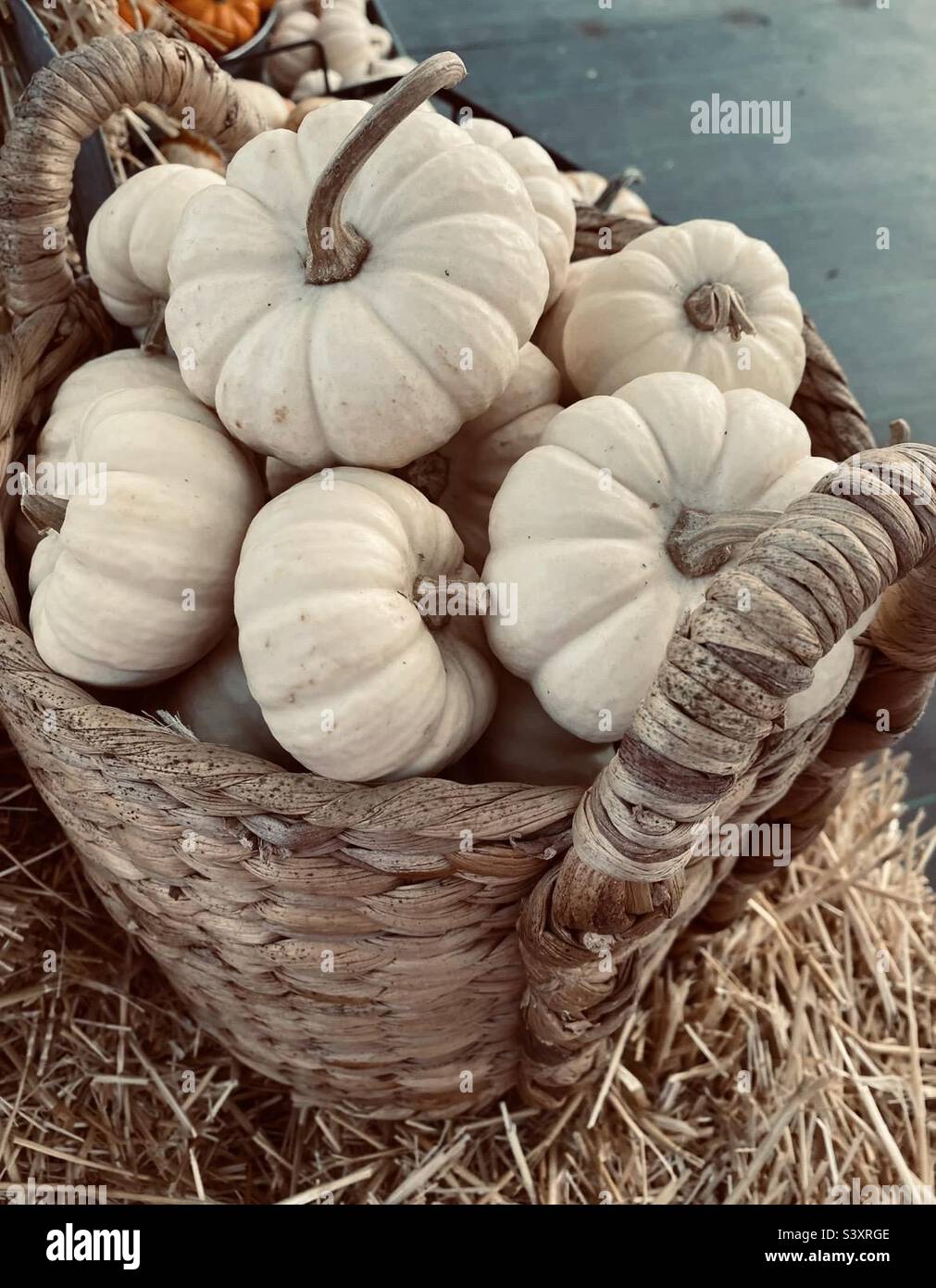 Mini white pumpkins hi-res stock photography and images - Alamy
