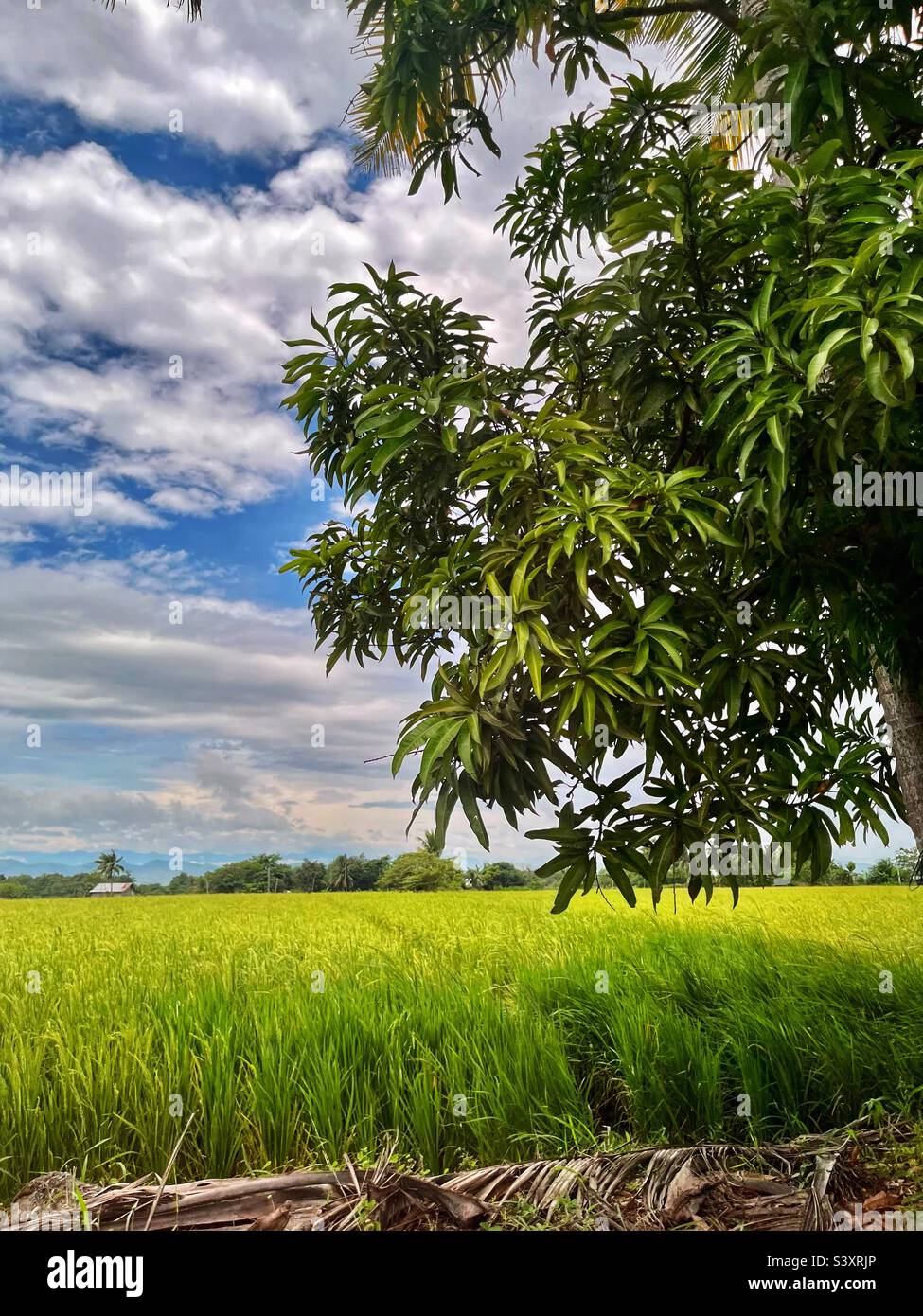 Bahay kubo hi-res stock photography and images - Alamy