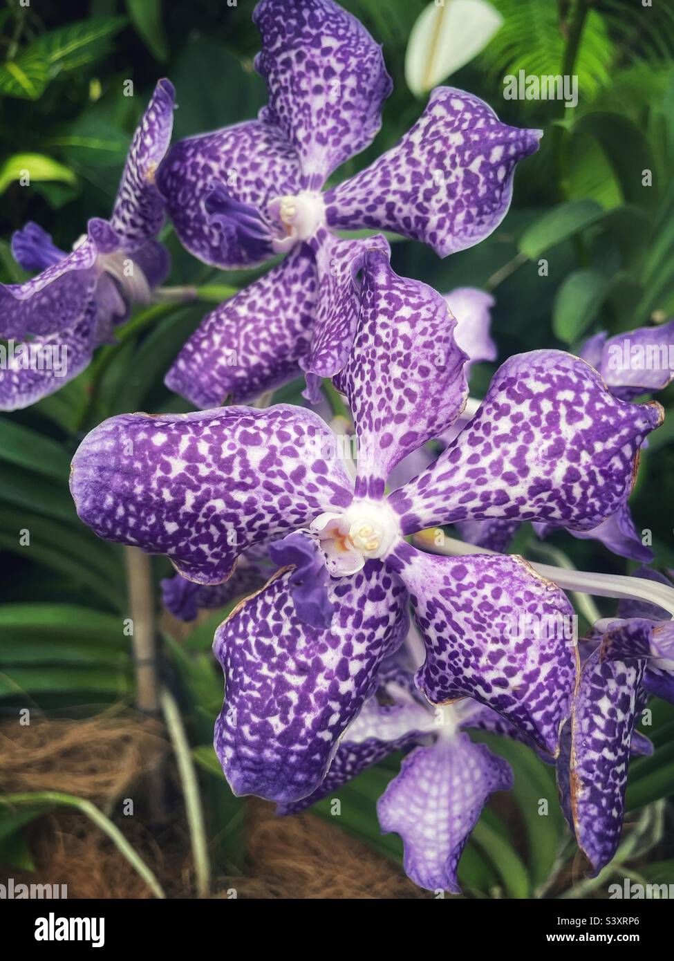 Rare orchids hi-res stock photography and images - Alamy