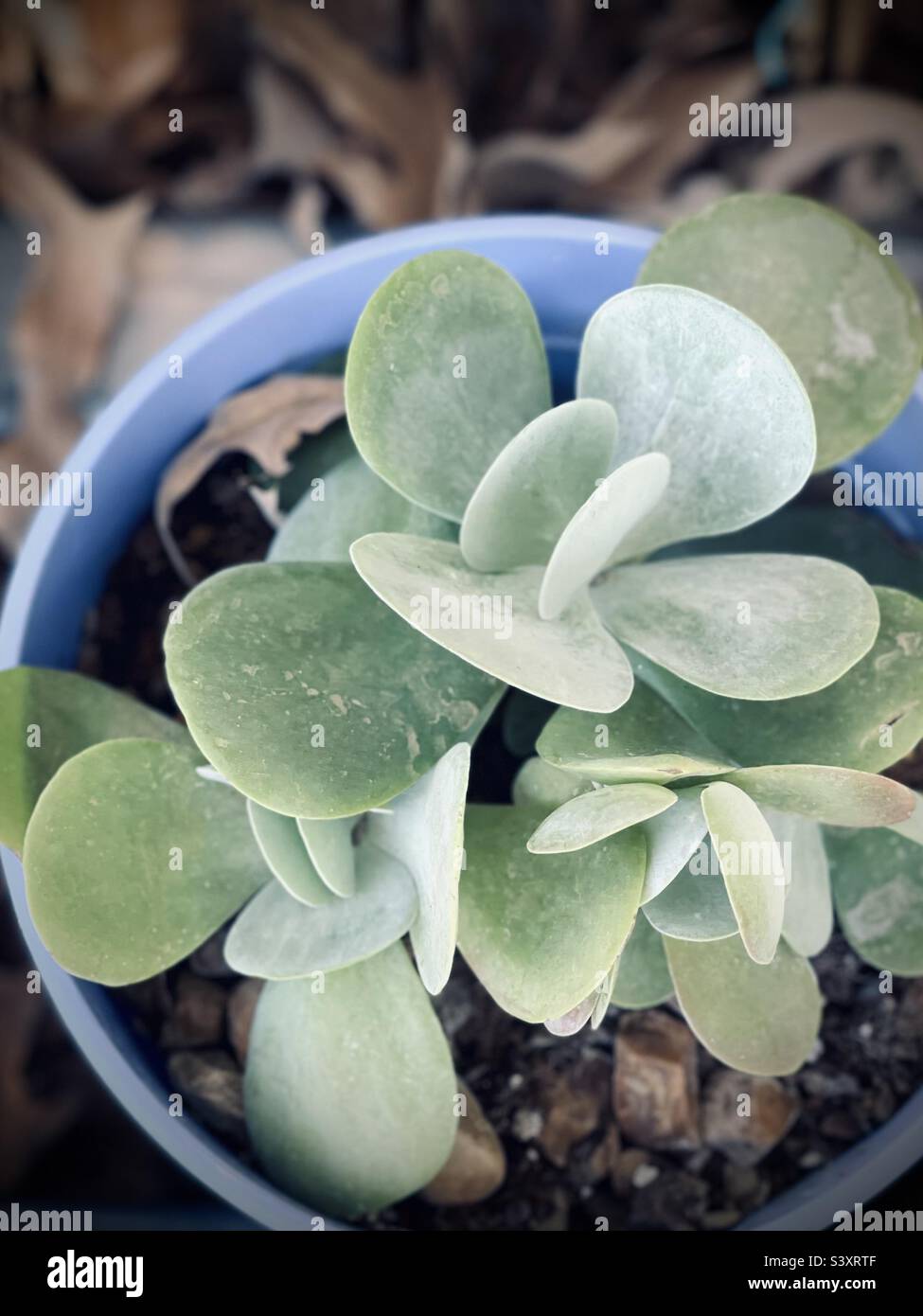Paddle plant kalanchoe succulent Stock Photo - Alamy