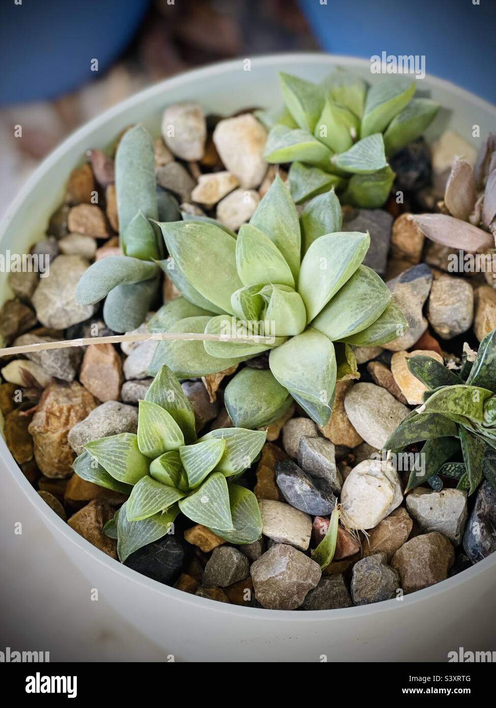 Haworthias succulent hi-res stock photography and images - Alamy