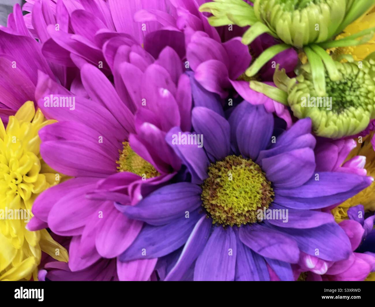 Vibrant flowers hi-res stock photography and images - Alamy