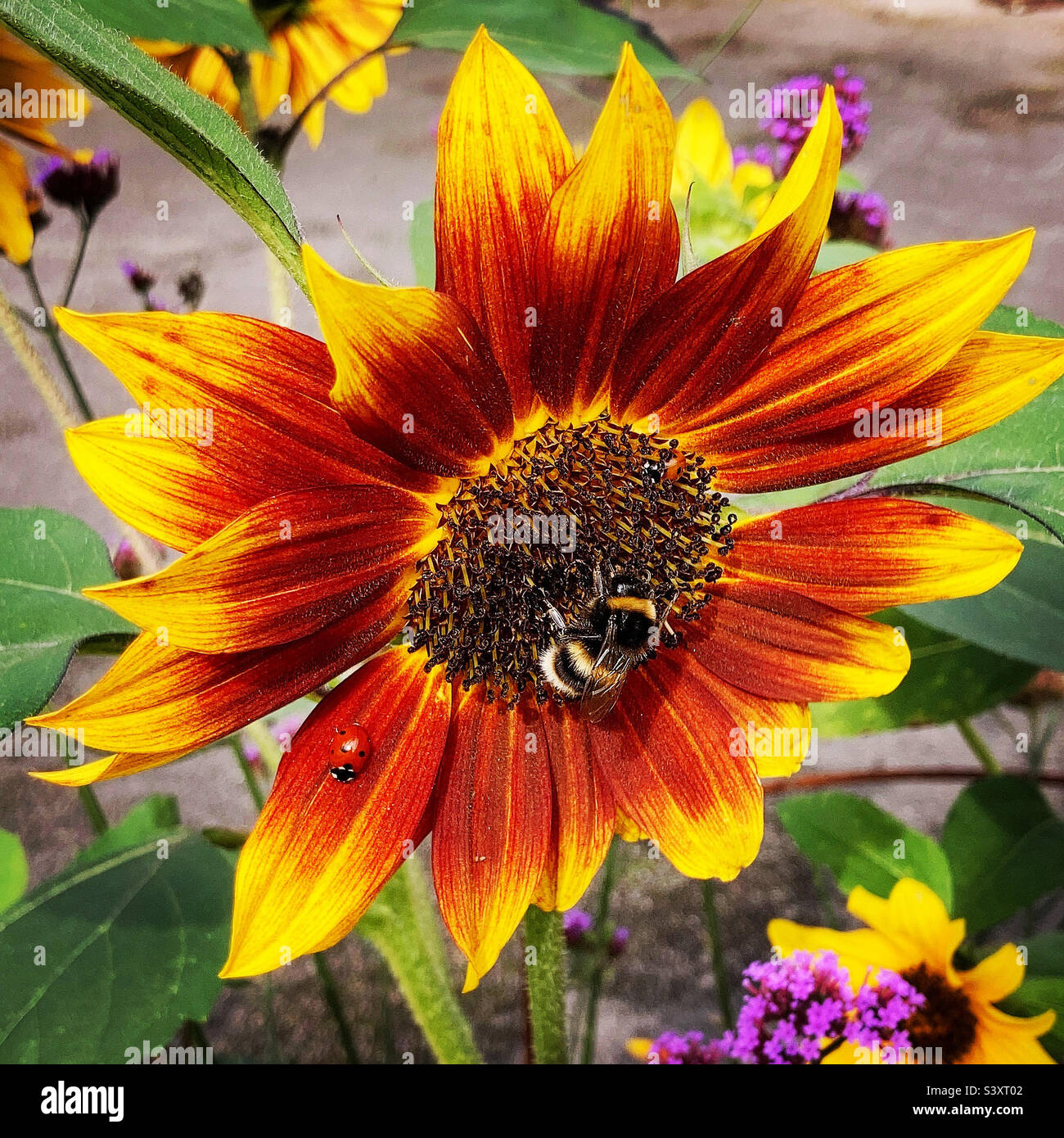 Sunflower Bee Ladybug Stock Photo - Alamy