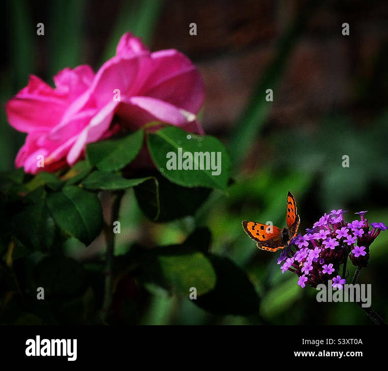 Pink rose butterfly hi-res stock photography and images - Alamy