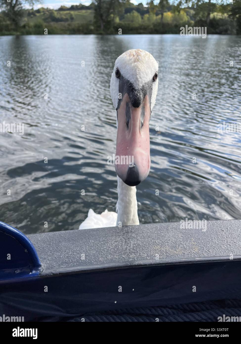 Up the swan hi-res stock photography and images - Alamy