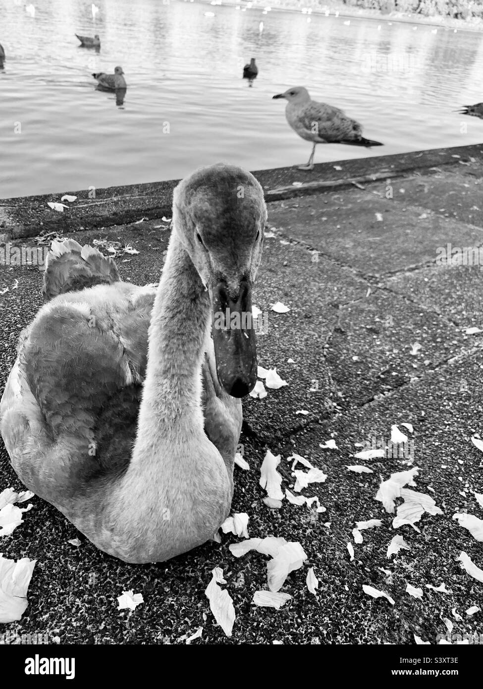 Black swan picture hi-res stock photography and images - Alamy