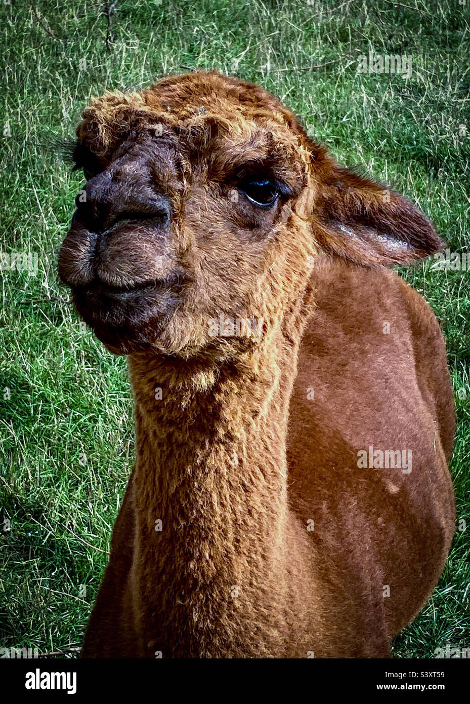 Alpaca in a field hi-res stock photography and images - Alamy