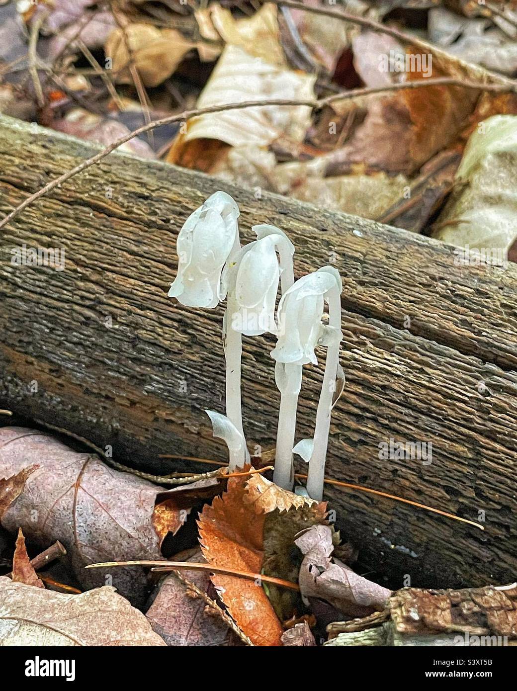 Ghost pipe monotropa uniflora hi-res stock photography and images - Alamy