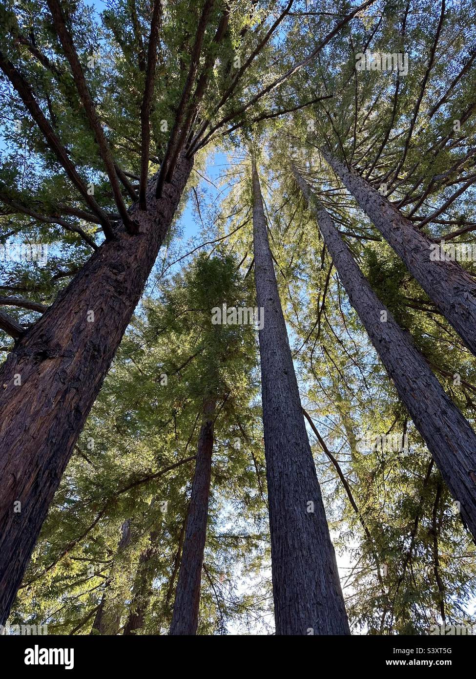 Redwood trees from below Stock Photo - Alamy