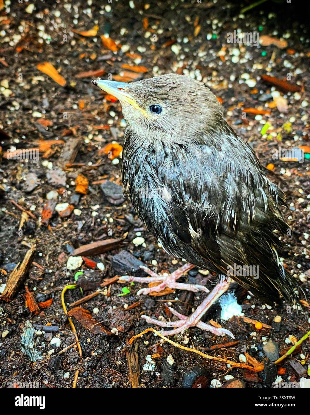 Starling Baby