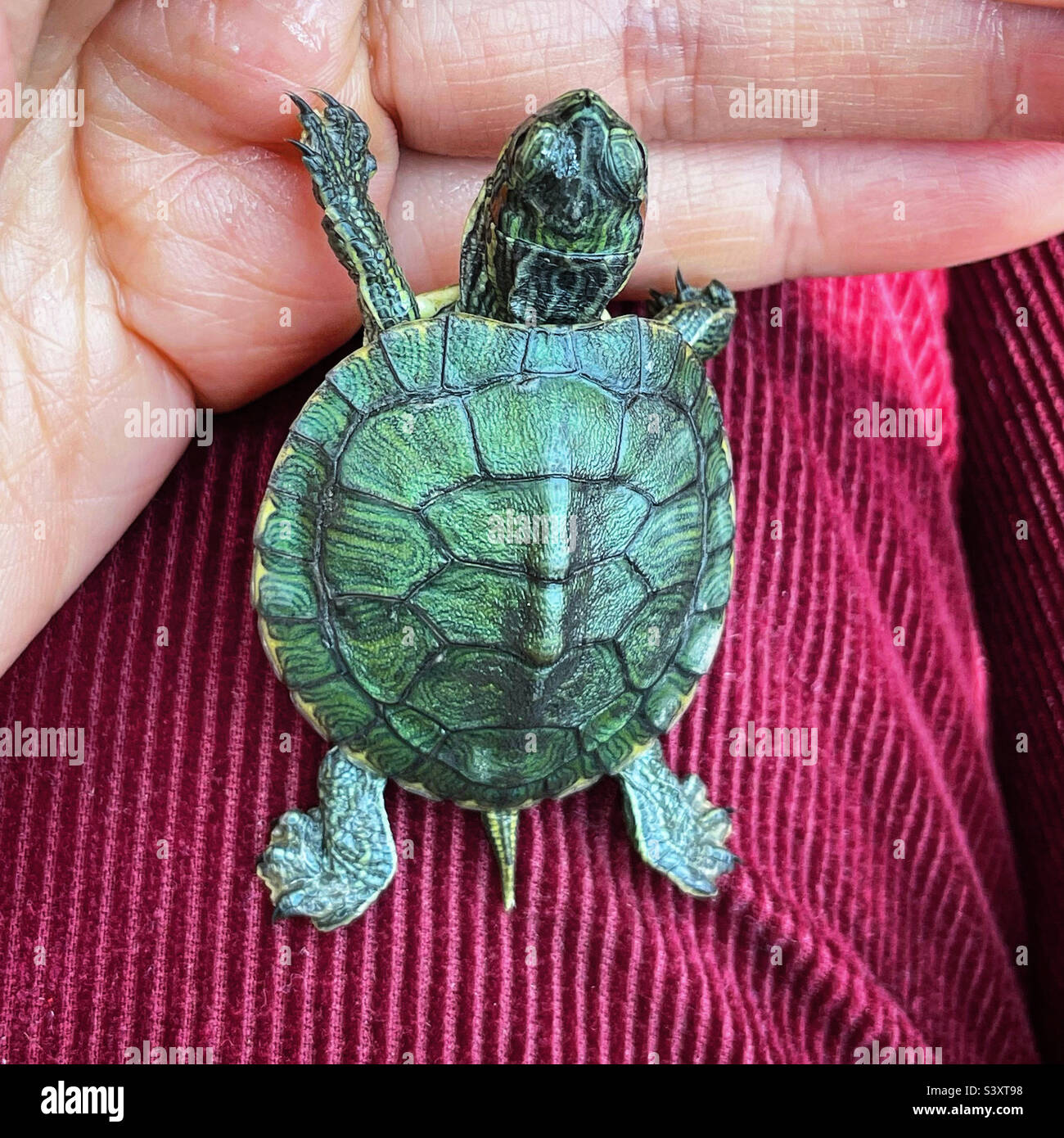 Baby Northern Diamondback Terrapin