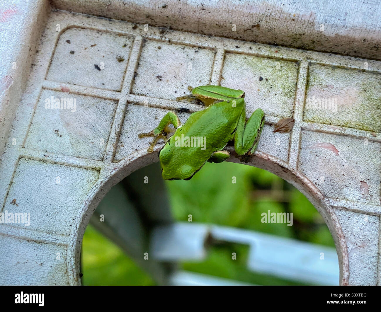 A view from above of a small green Pacific tree frog at the top of a ...