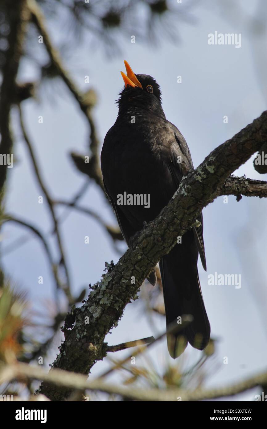 bird on a branch in beacon Stock Photo - Alamy