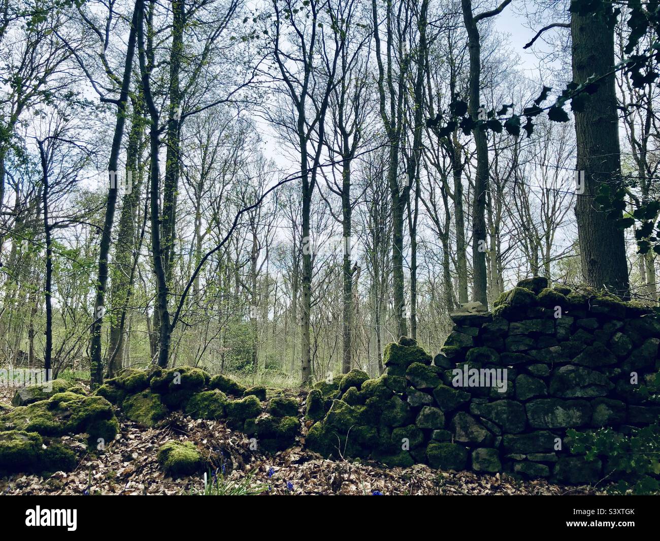 Broken down wall in a forest Stock Photo - Alamy