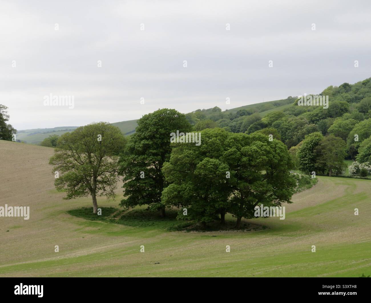 English oak trees hi-res stock photography and images - Alamy