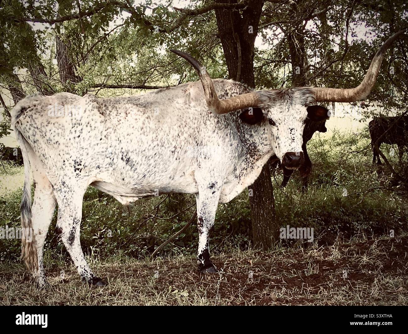 Texas steer hi-res stock photography and images - Alamy