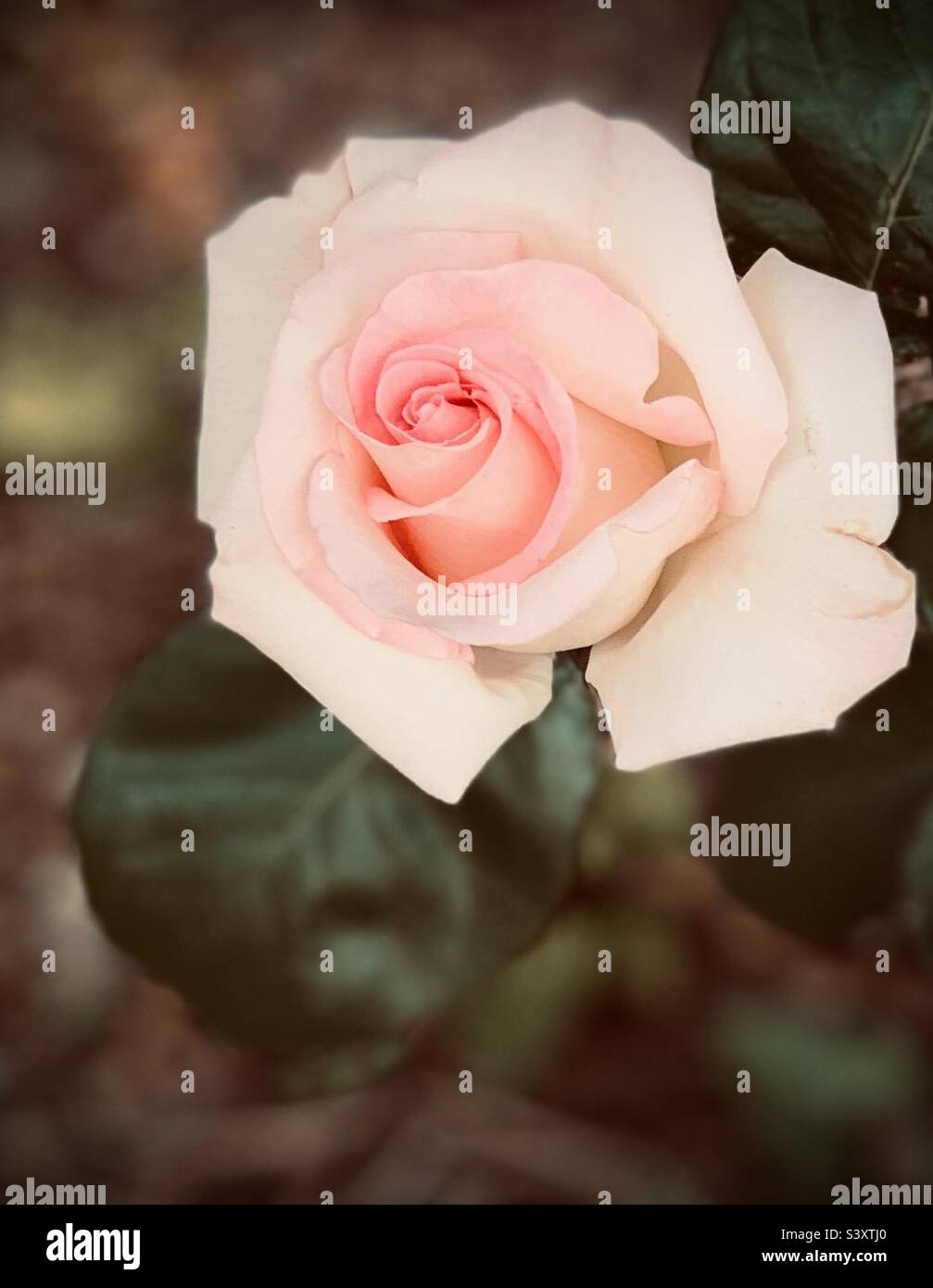 Pale pink rose hi-res stock photography and images - Alamy