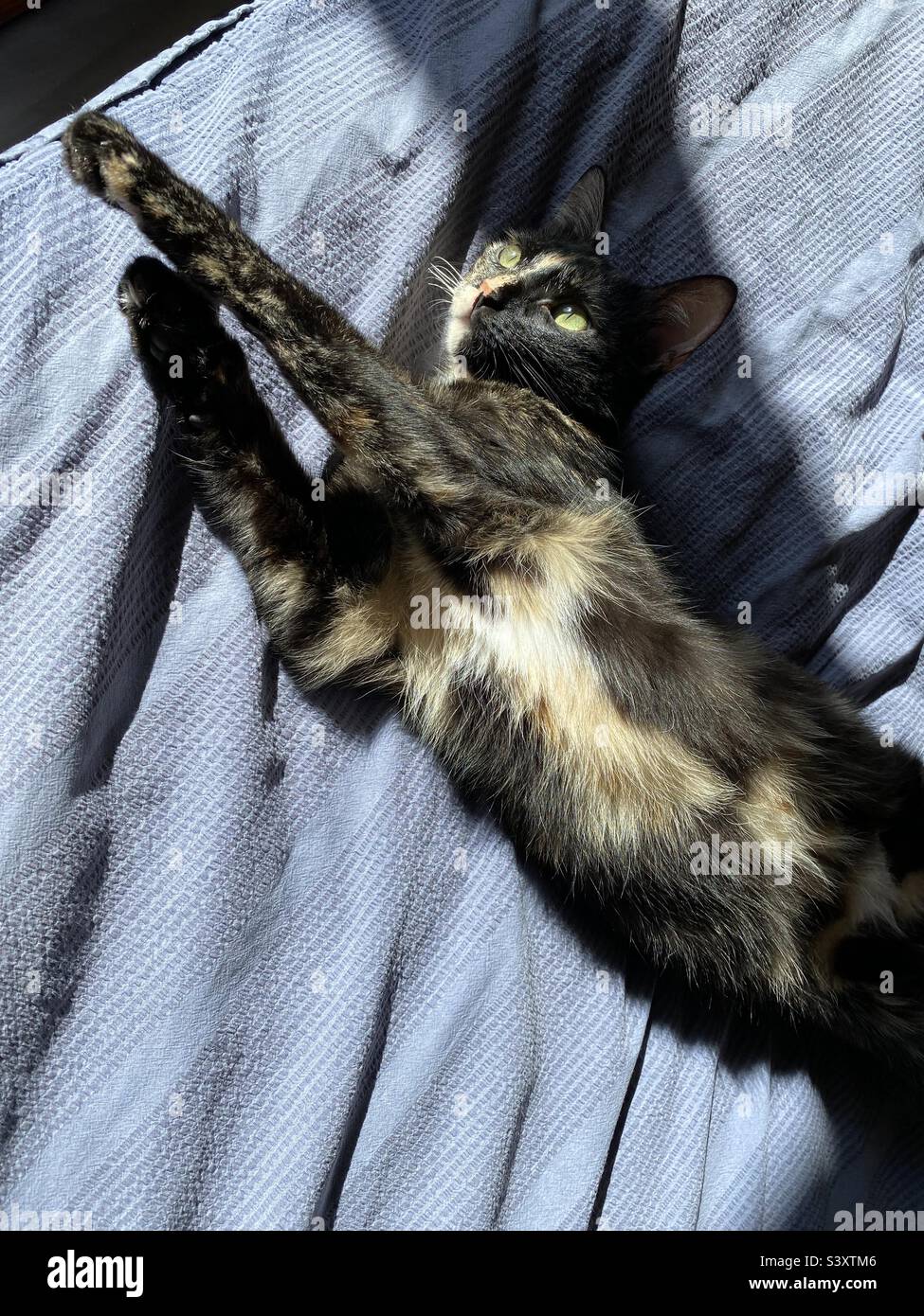 Tortoiseshell cat stretched out in the sun on a bed Stock Photo - Alamy