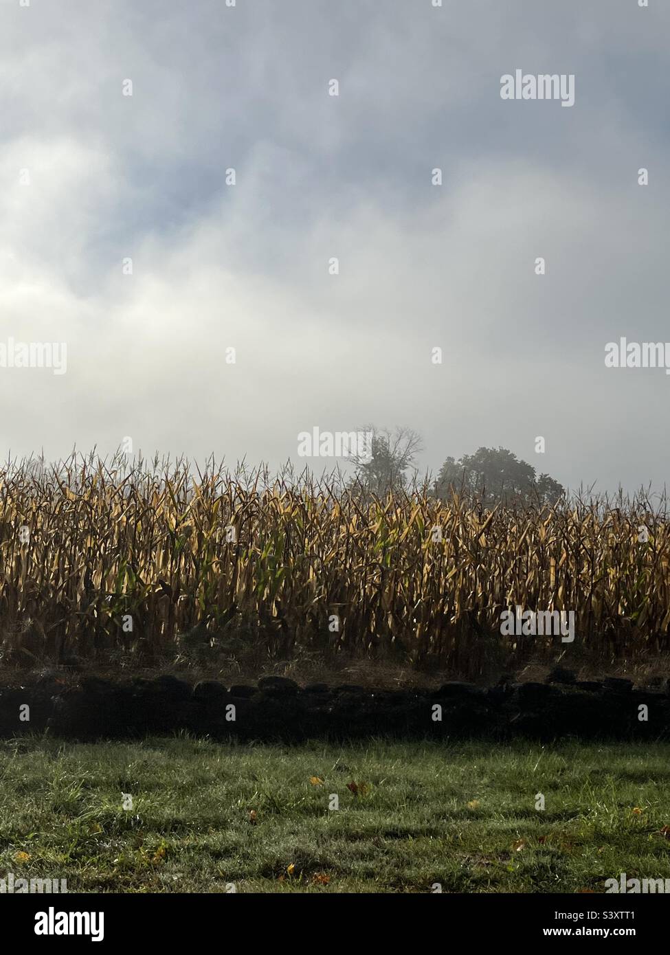 Fall corn field hi-res stock photography and images - Alamy