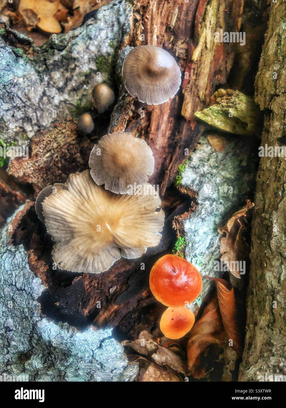 Rotten mushrooms hi-res stock photography and images - Alamy