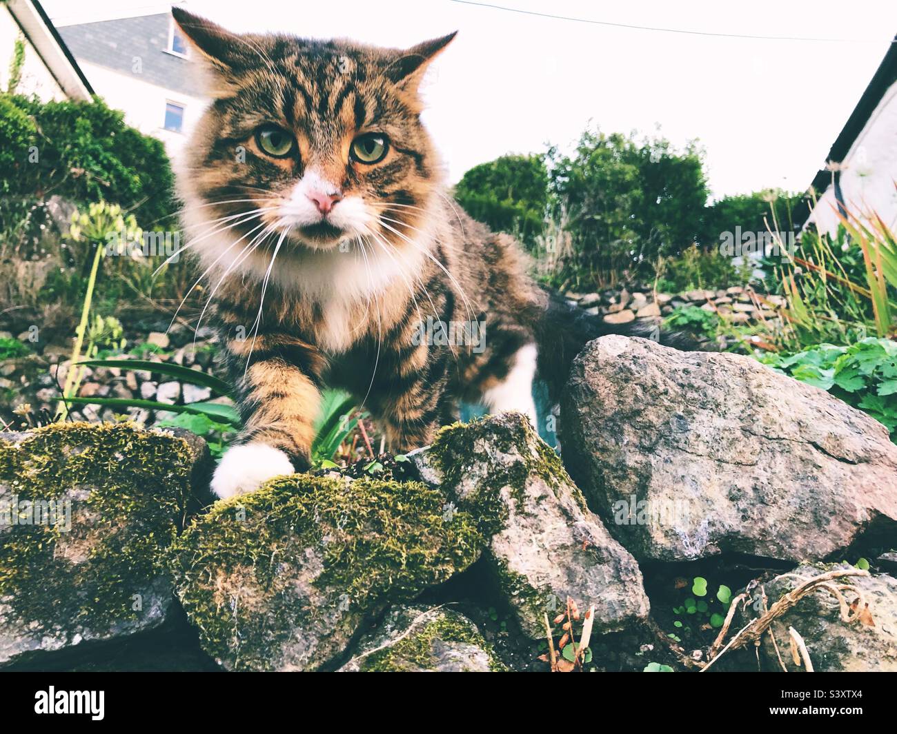 A scared fluffy cat with ears flat on a stone wall with copy space ...