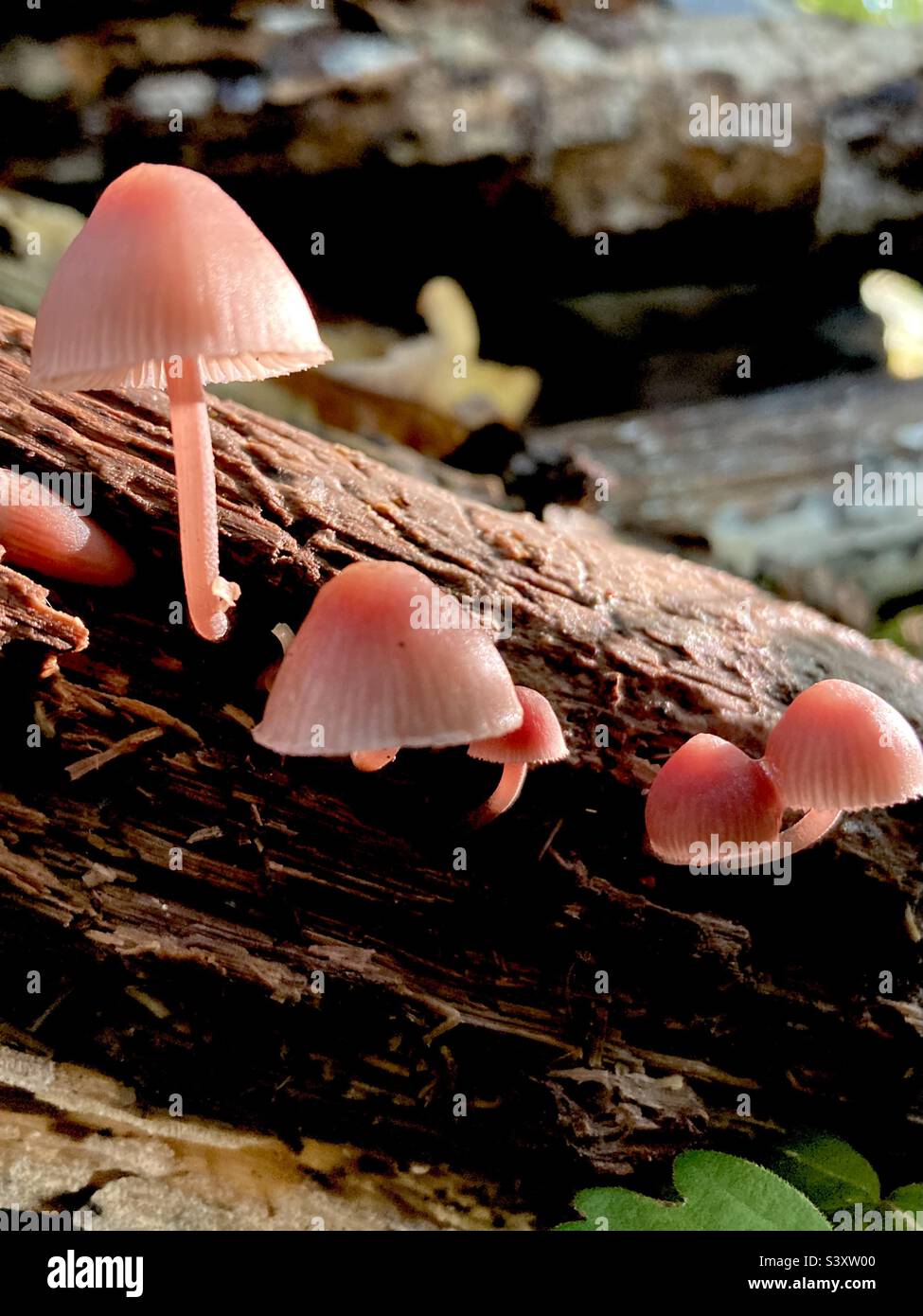Pink mushrooms hi-res stock photography and images - Alamy