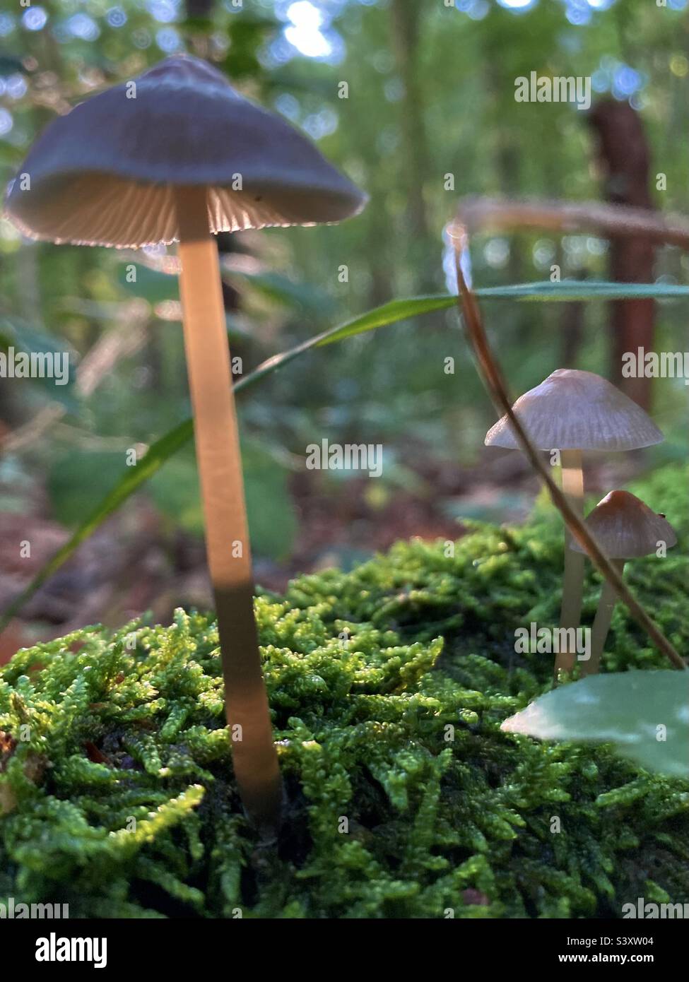 Mushroom of the sun hi-res stock photography and images - Alamy