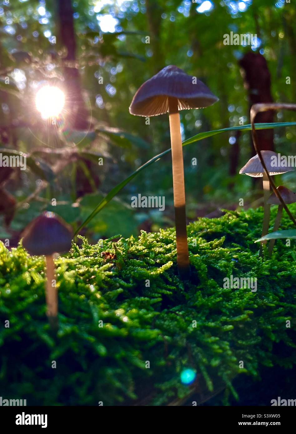 Mushroom of the sun hi-res stock photography and images - Alamy