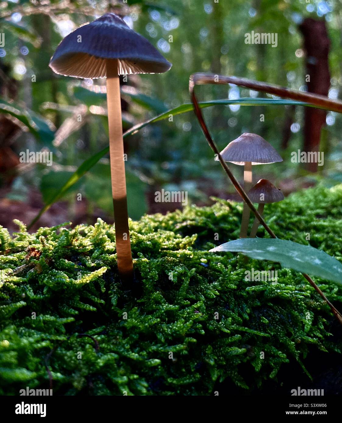 Mushroom of the sun hi-res stock photography and images - Alamy