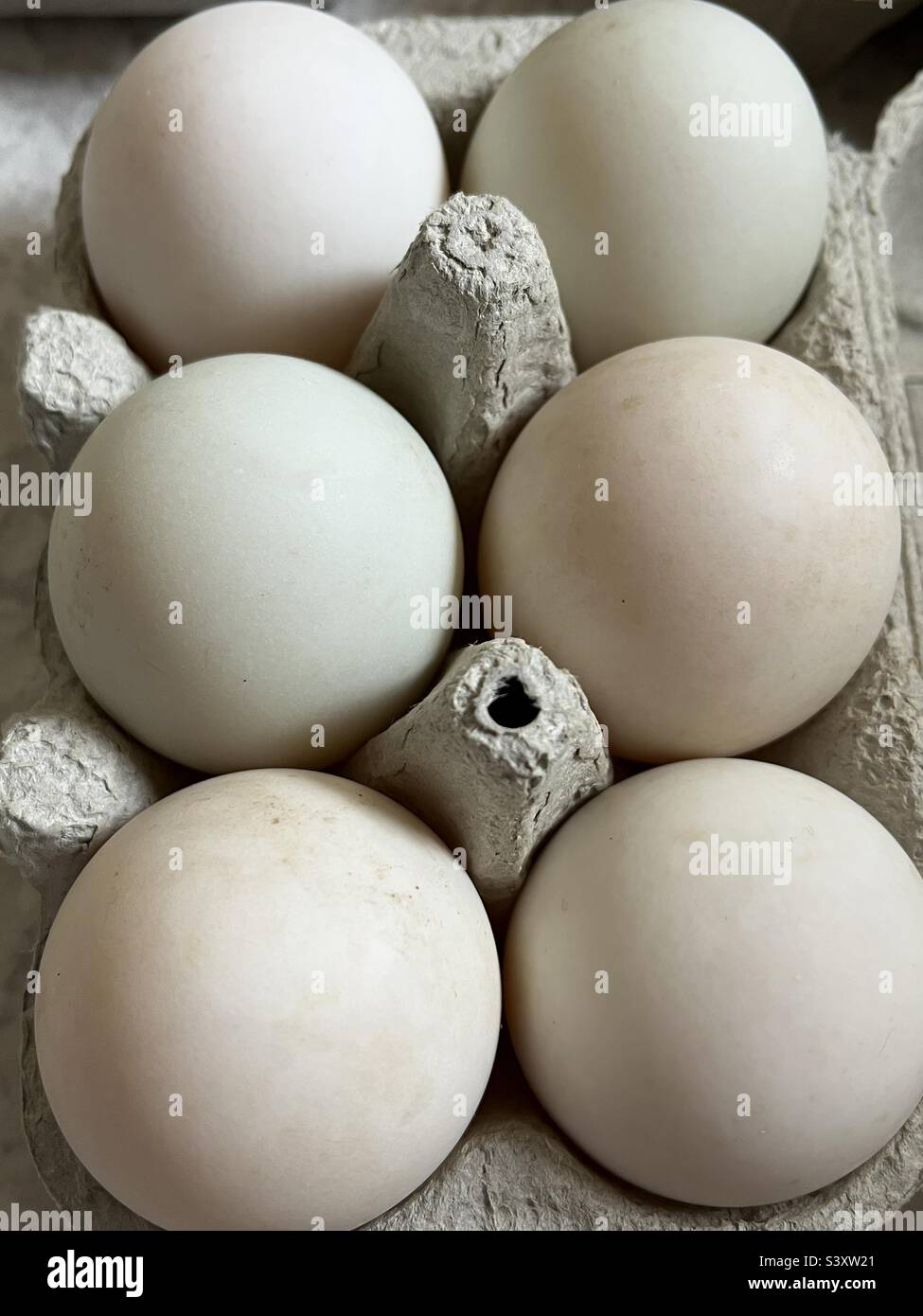 Shell duck hi-res stock photography and images - Alamy