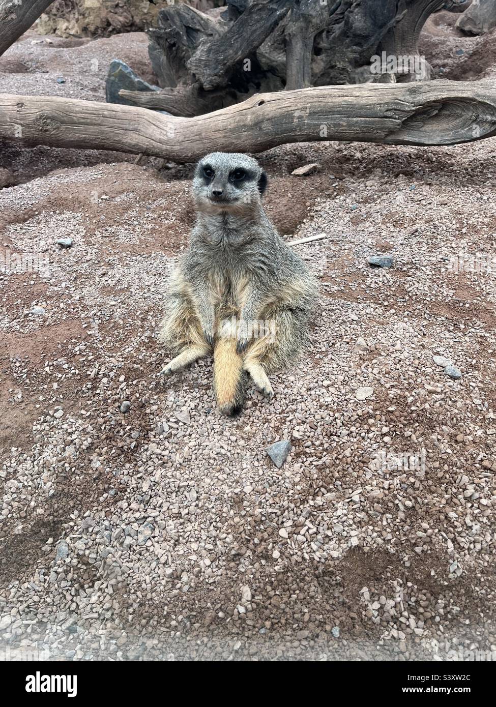 Meerkat chilling hi-res stock photography and images - Alamy