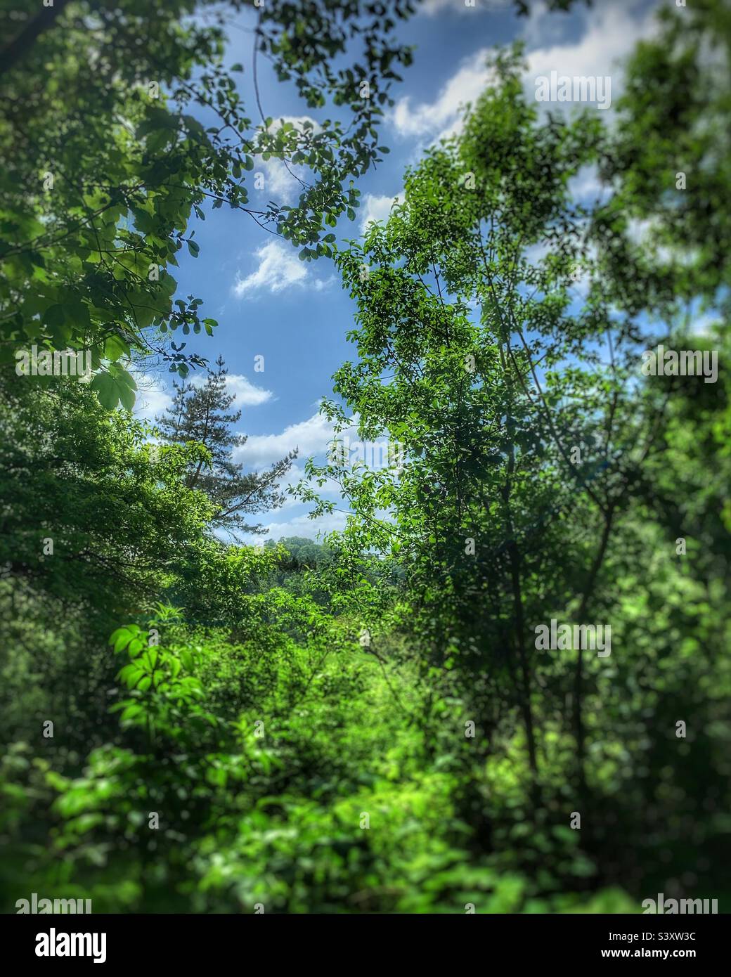 View through trees Stock Photo - Alamy